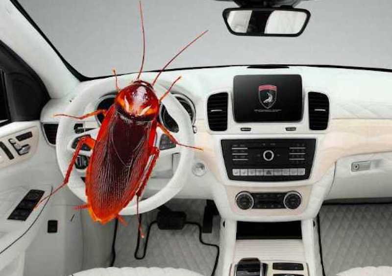 How to Get Rid of Bed Bugs in Your Car: Ultimate Guide